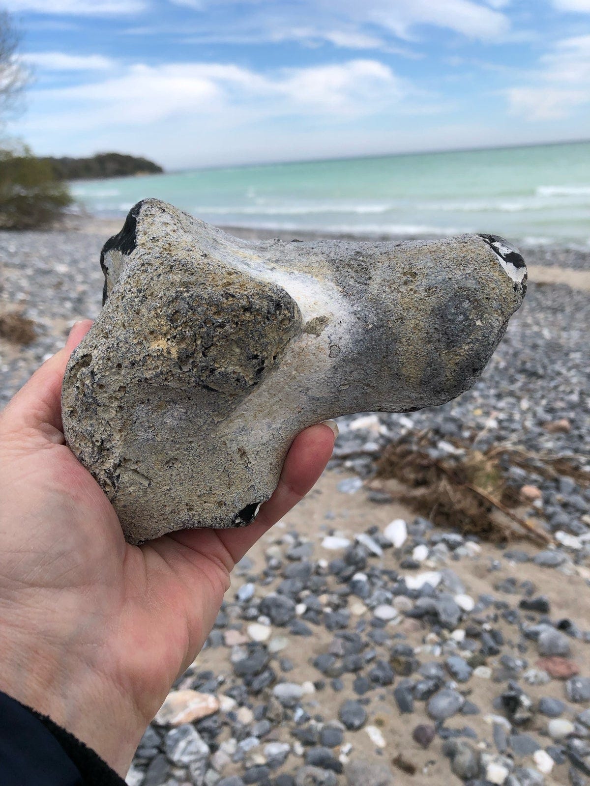 Skønneste fossil hund, Autentisk dansk fossil/sten hund | DBA