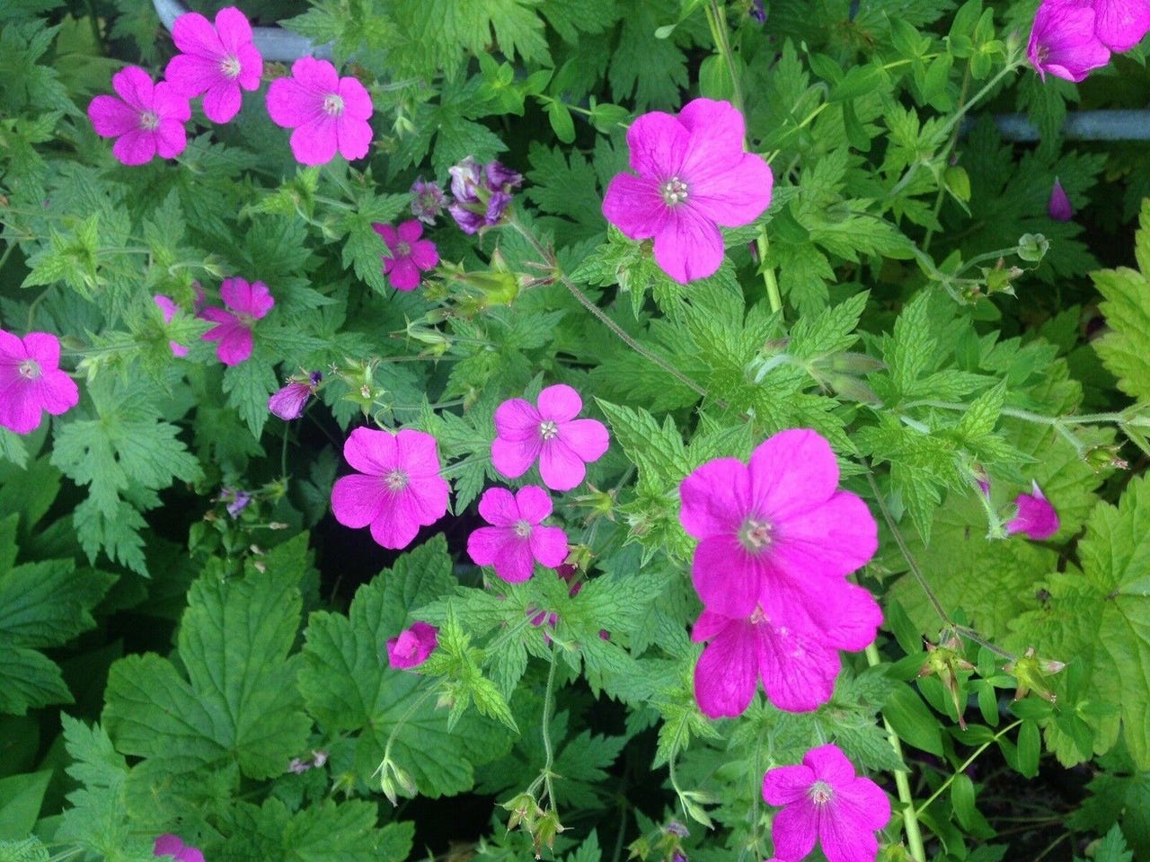 Bunddække stauder Geranium , Geranium Rose Clair/ storkenæb planter | DBA