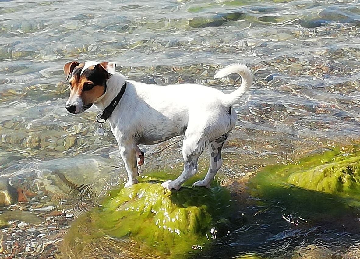 Jack Russell Terrier Tilbydes til parring. Lucky er en sød, glad og ...