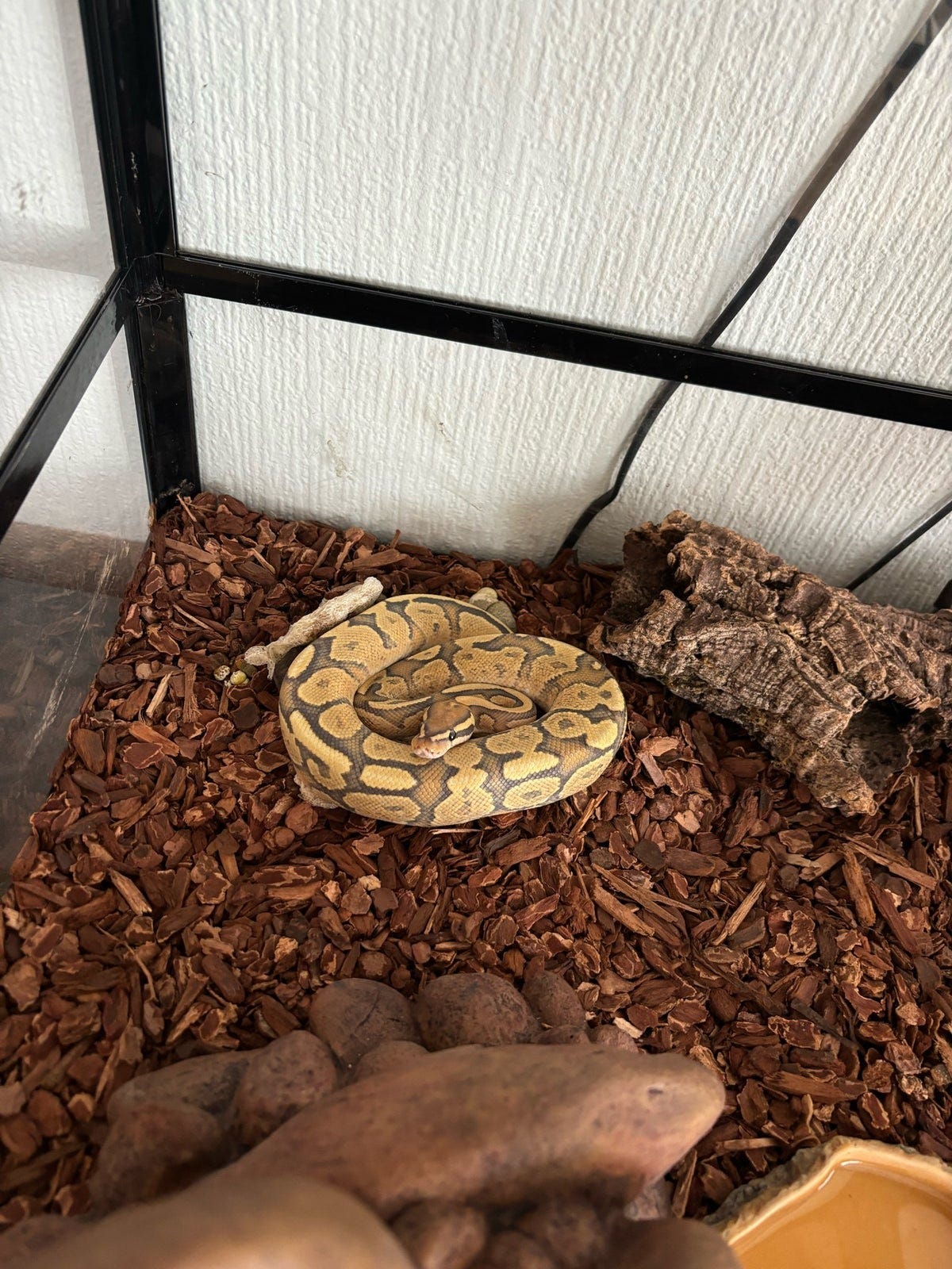 Slange, Kongepython | DBA