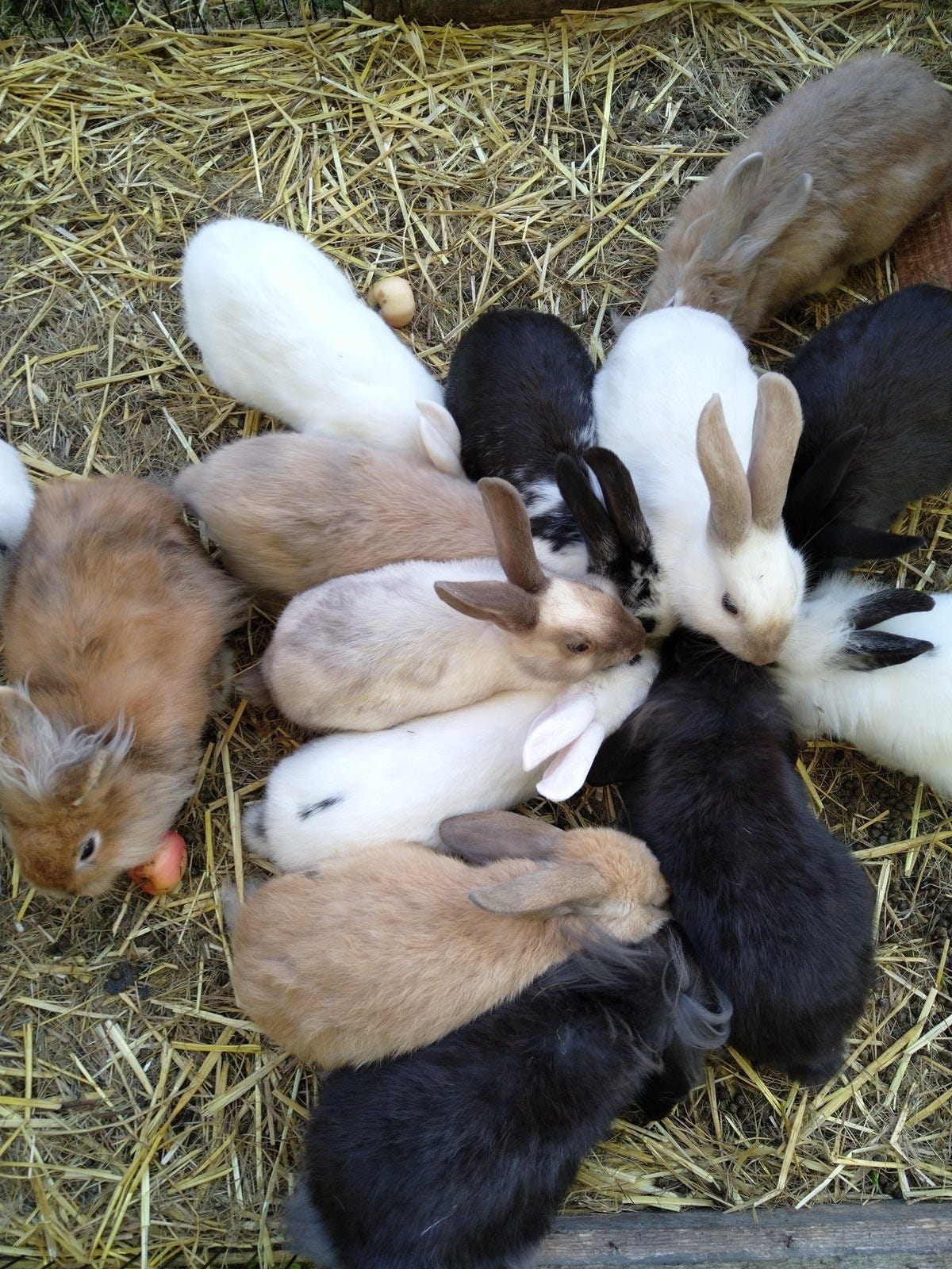 Kanin, % Raceunger, mange racer = forskellige priser. | DBA