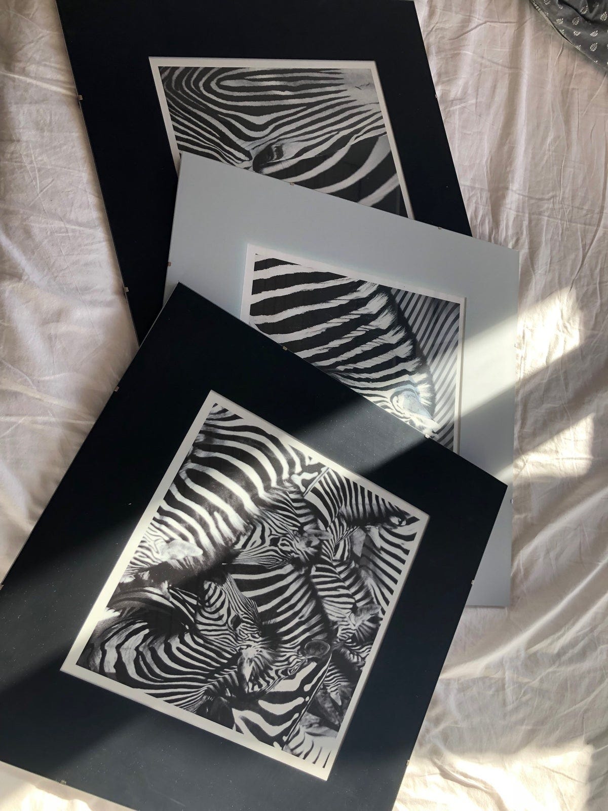 Billede, motiv: Zebra, b: 50 h: 50 | DBA