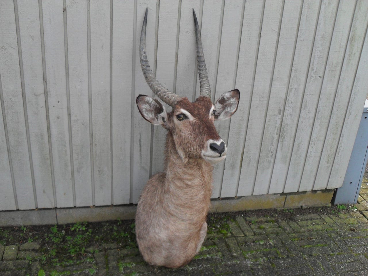 Udstoppede dyr, AFRIKANSK ANTILOPE | DBA