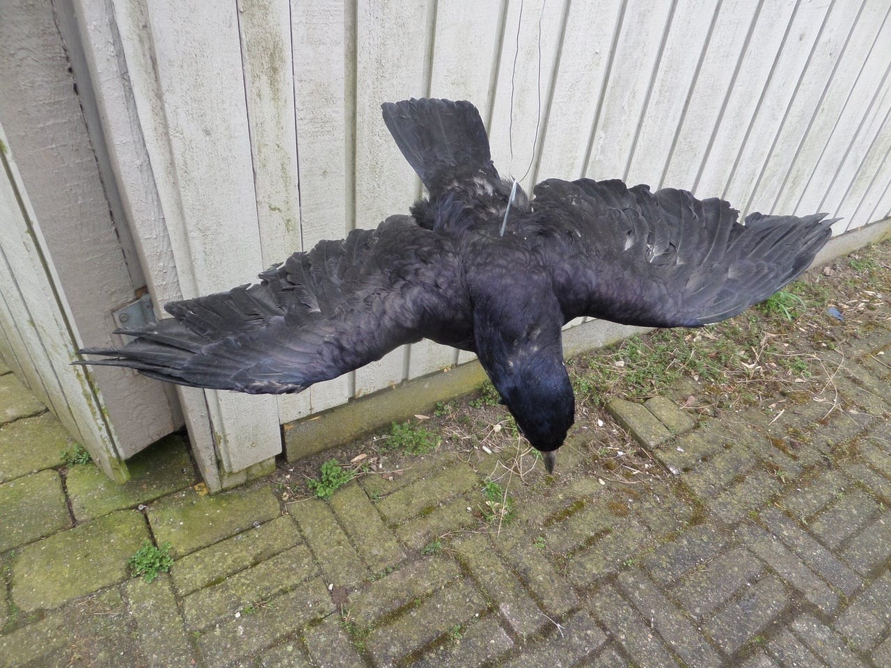 Udstoppede dyr, FLYVENDE RÅGE | DBA