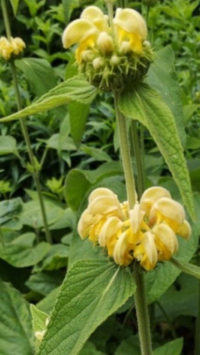 Staude gul flere etager, Løvehale | DBA