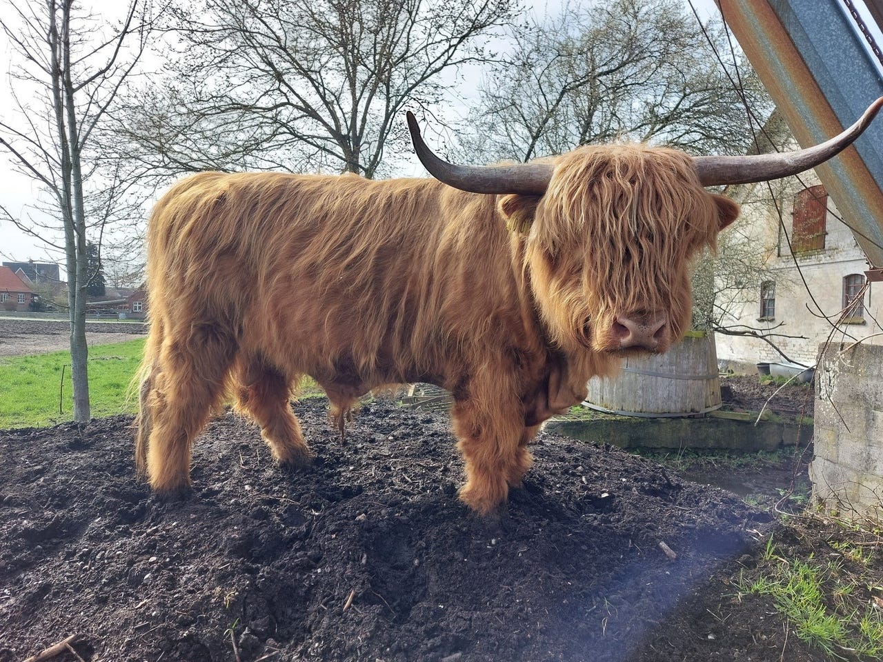 Skotsk højlandskvæg, 1 tyr Stk. | DBA