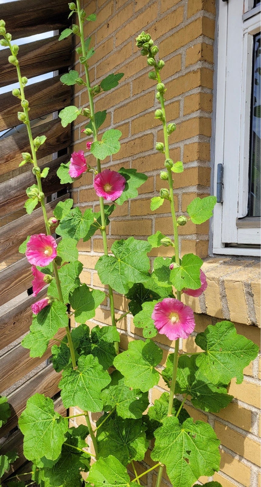 Blomsterfrø, Stokrose | DBA