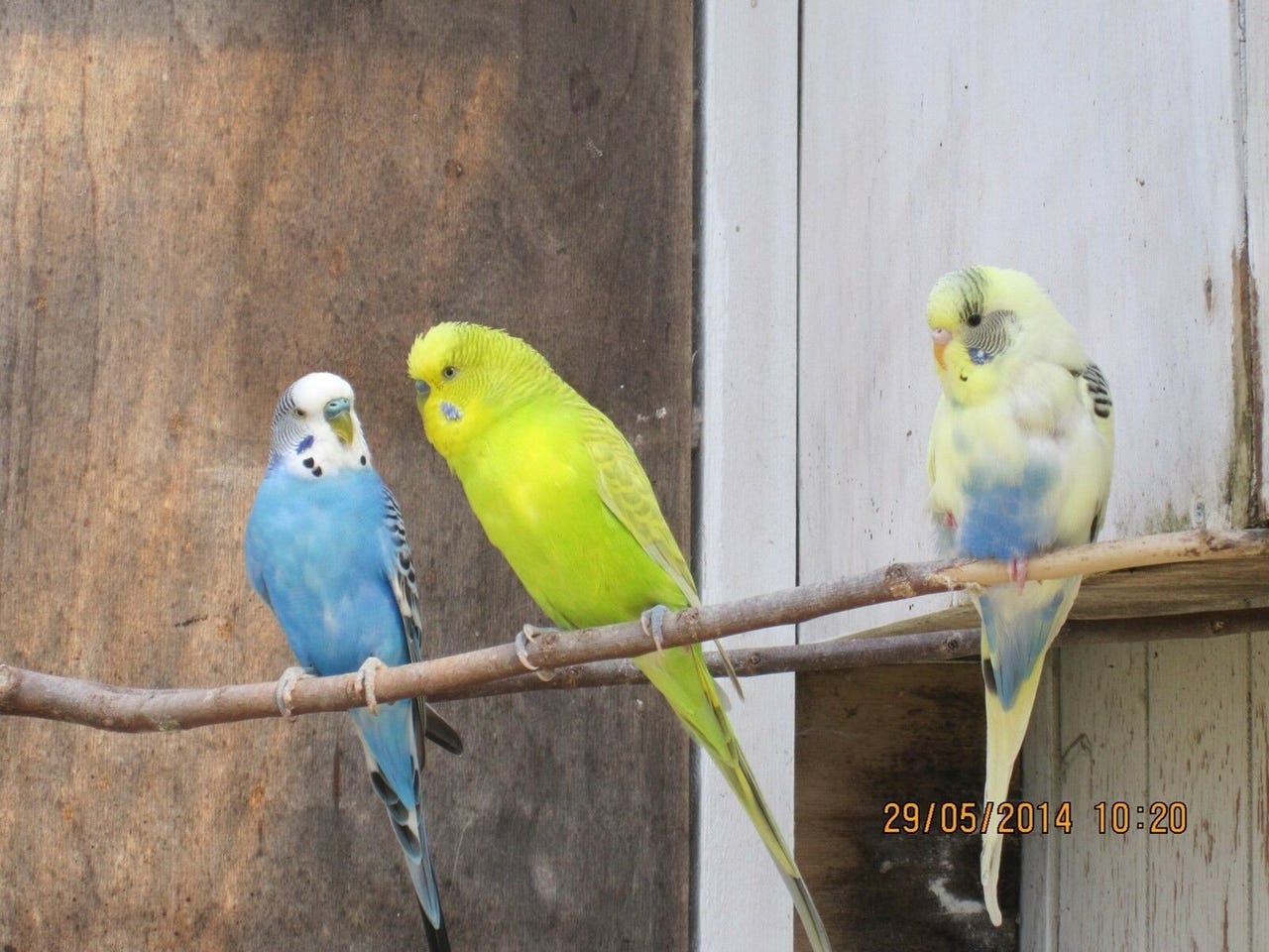 Undulat, Australsk | DBA