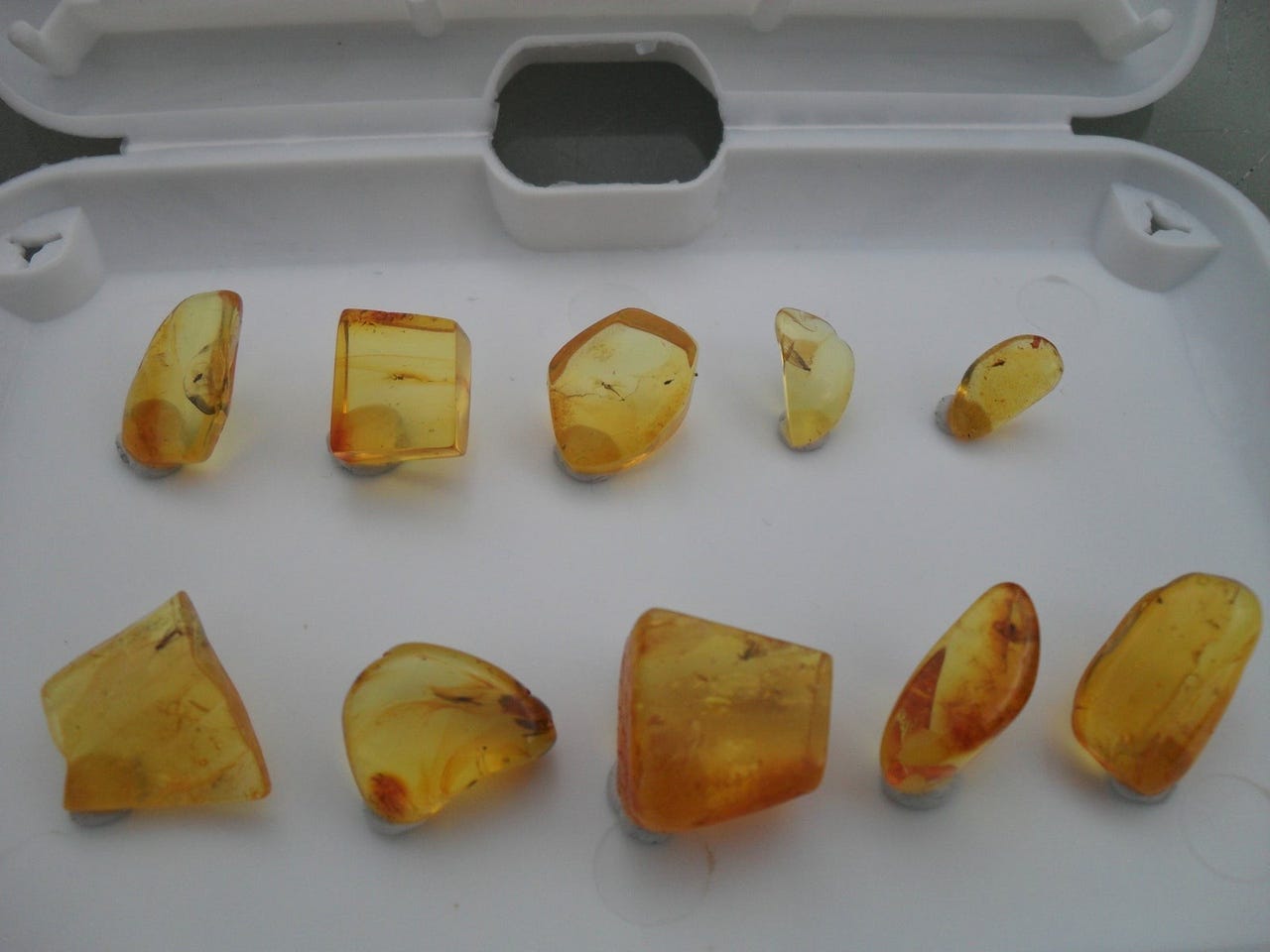 Andre samleobjekter, RAV MED TYDELIGE INSEKTER | DBA