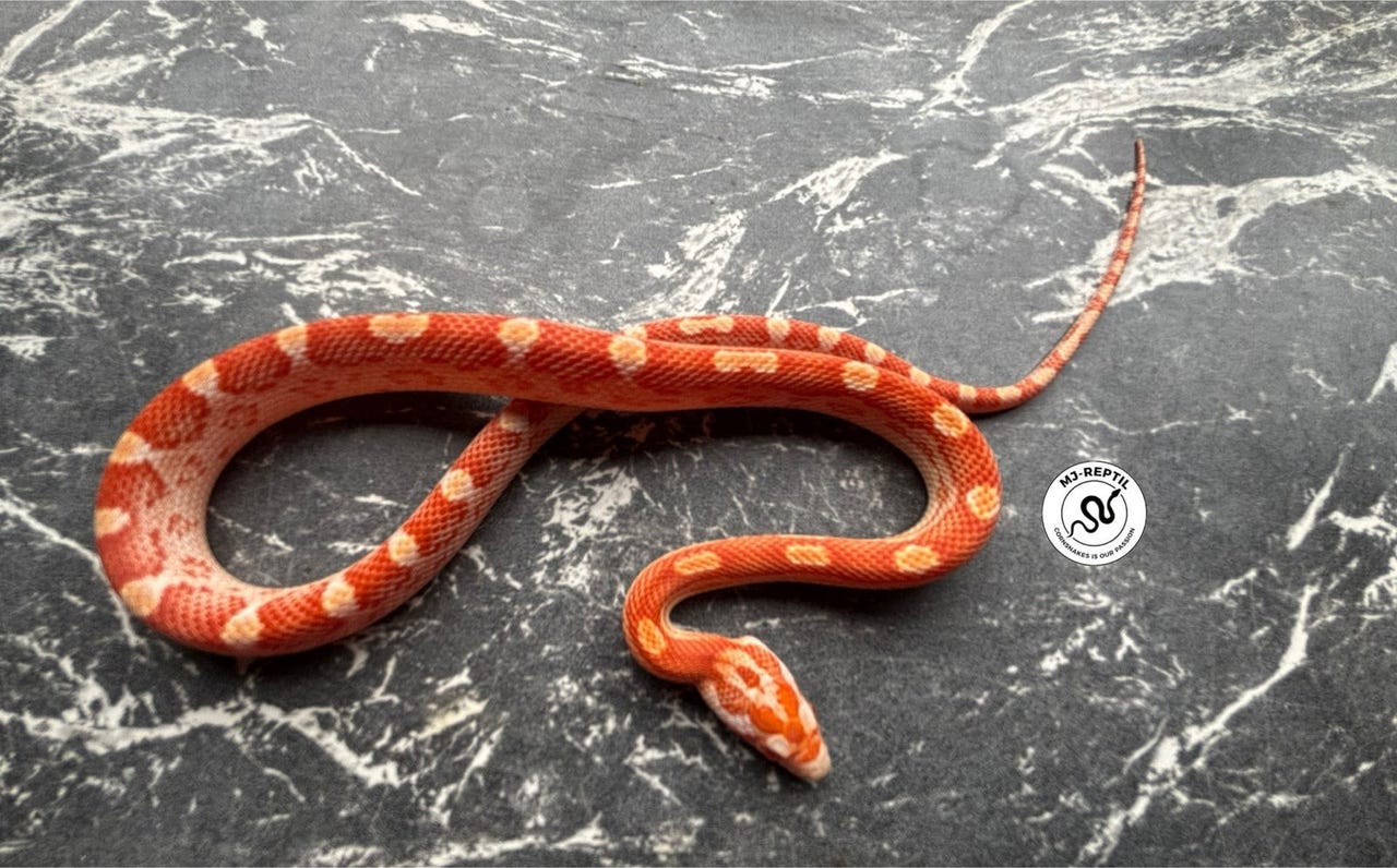 Slange, Kornsnog | DBA