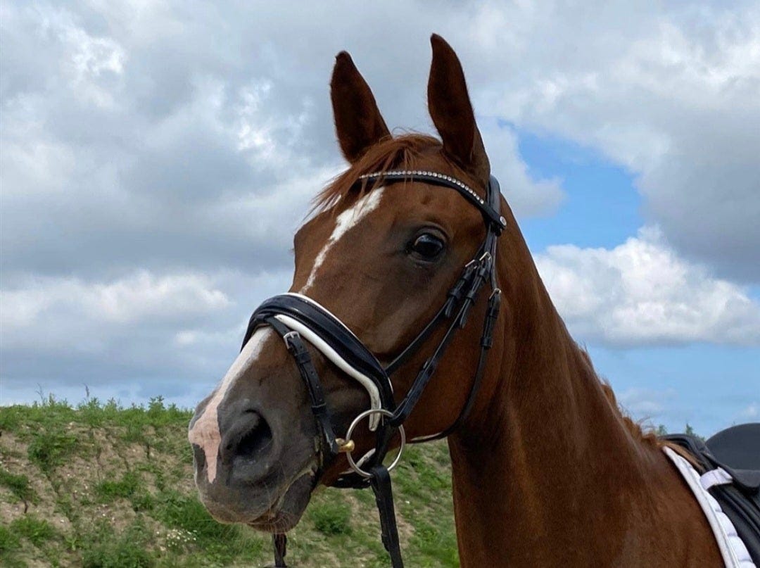 Dansk Varmblod, hoppe, 7 år | DBA