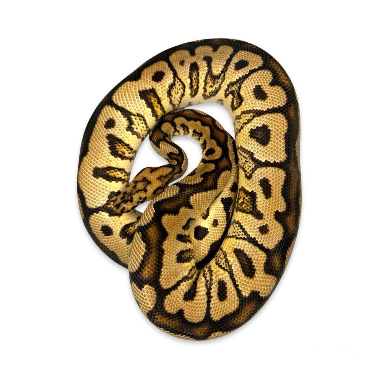 Slange, Kongepython | DBA