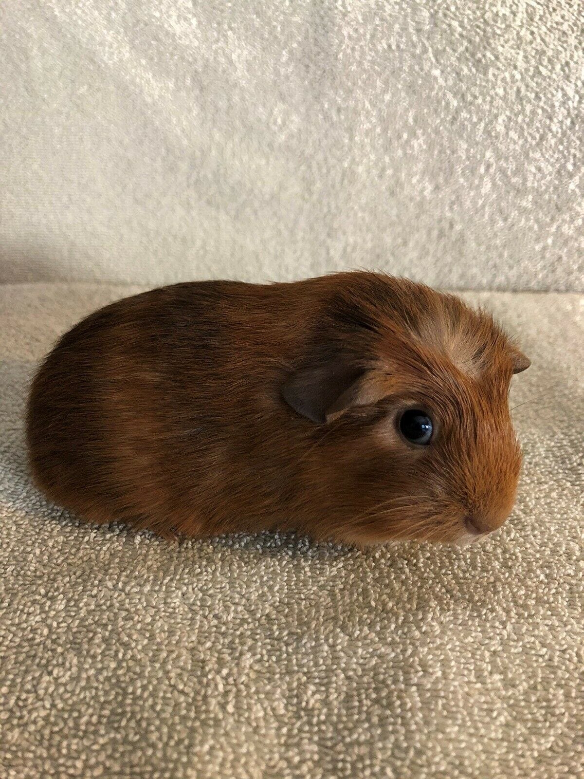 Marsvin, Kæledyr, 0 år | DBA