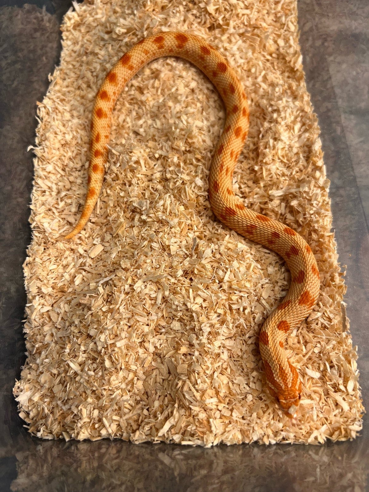 Slange, H. Nasicus | DBA