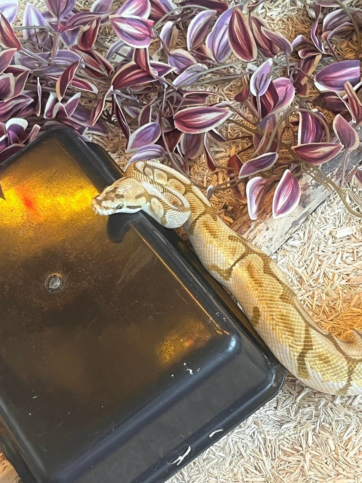 Slange, Konge python | DBA