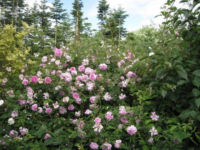 Buskroser, Historiske roser | DBA