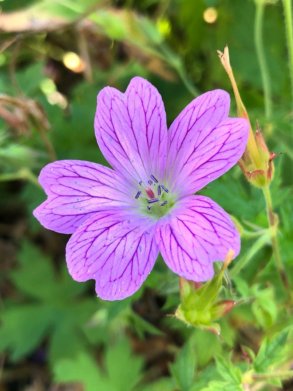 Staude, Storkenæb ‘Betty Catchpole’ | DBA