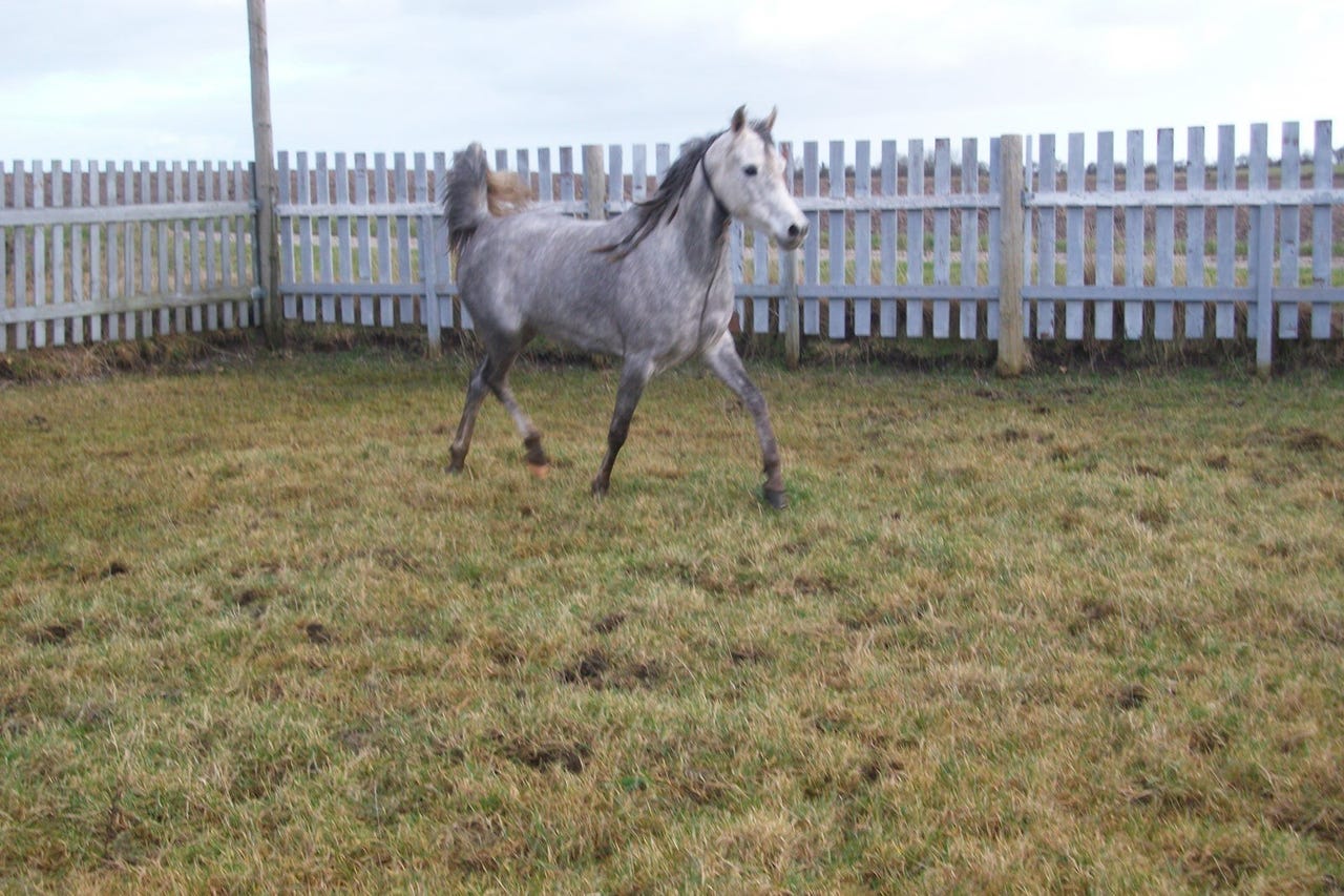 Arabisk fuldblod ox, hoppe, 7 år | DBA