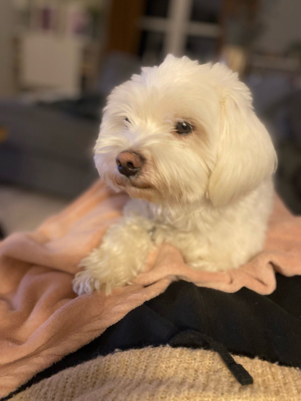 Hund - tilbyder parring, malteser: Skønneste malteser hanhund på 4 år ...