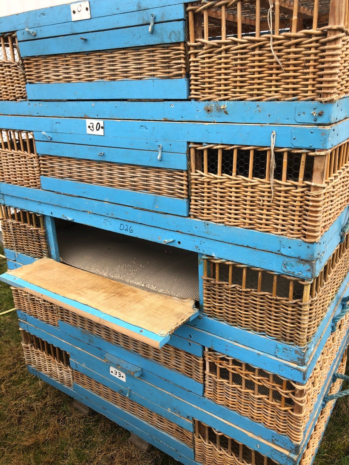 Fjerkræ transport kasser | DBA