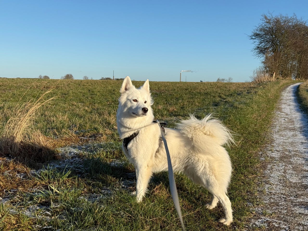 Dansk spids hvalpe | DBA