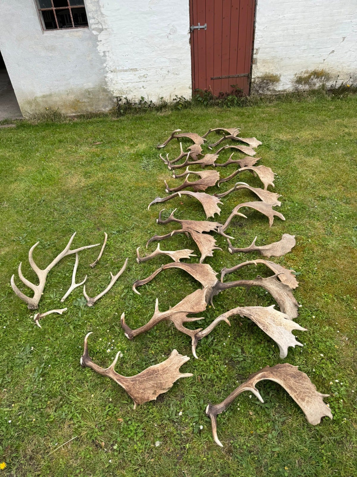 Kaste stænger fra dådyr | DBA