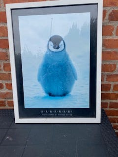 Herligt foto af pingvin unge | DBA