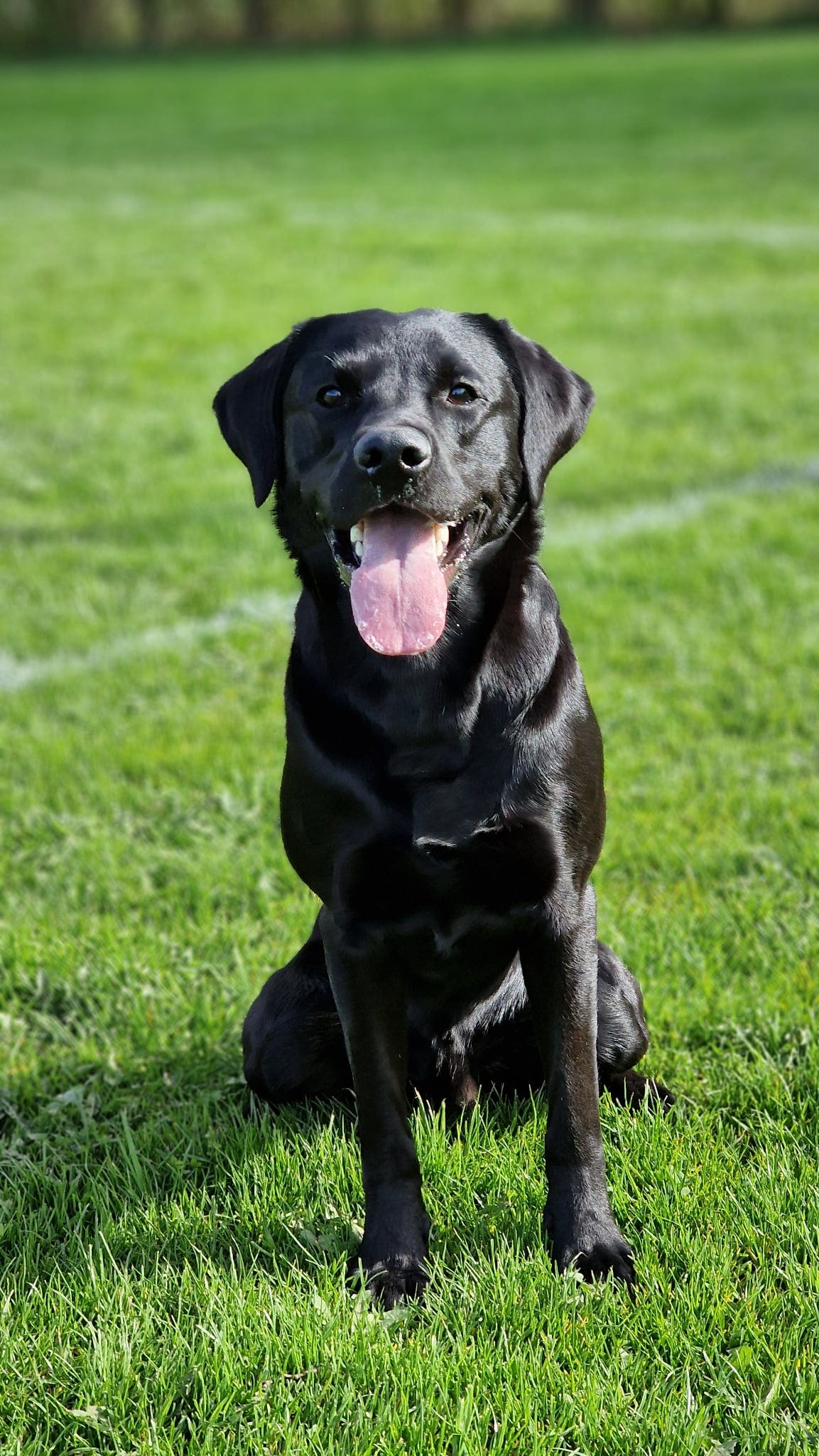 Labrador Formel 1 hanhund på 3 år