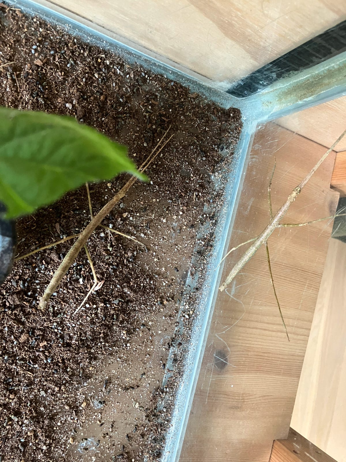 Vietnamesiske vandrende pinde i terrarium | DBA