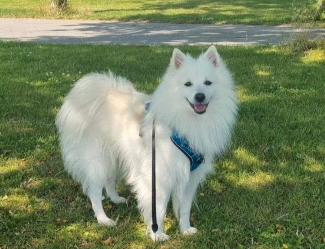 Japansk Spidshund tilbydes til avl | DBA