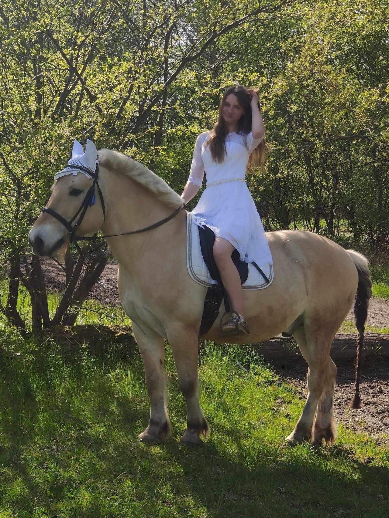 Sød Fjordhest | DBA