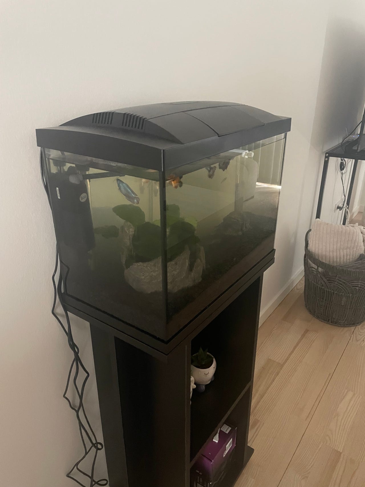 akvarie med fisk | DBA