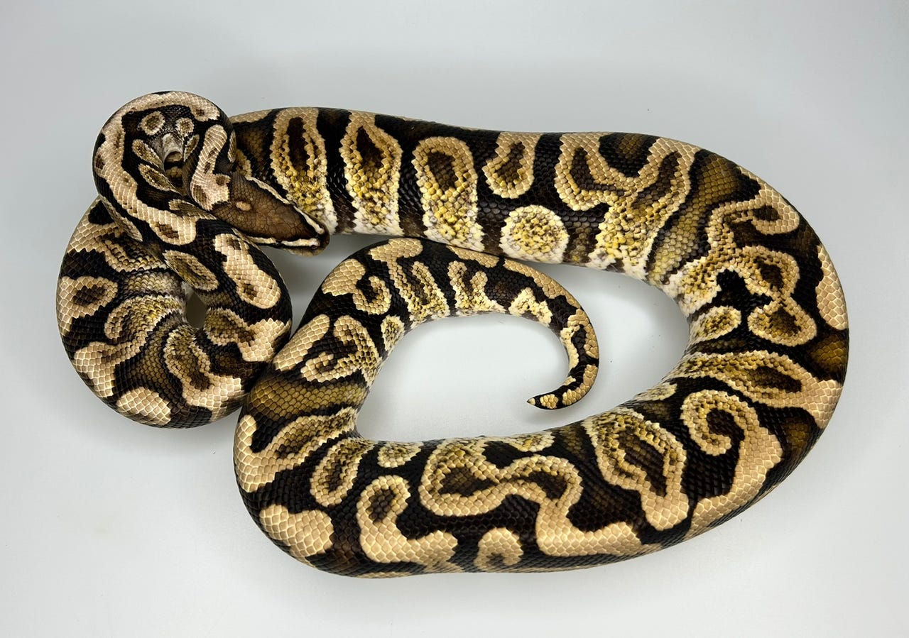 GHI Leopard Spotnose 100% het Clown Konge Python | DBA