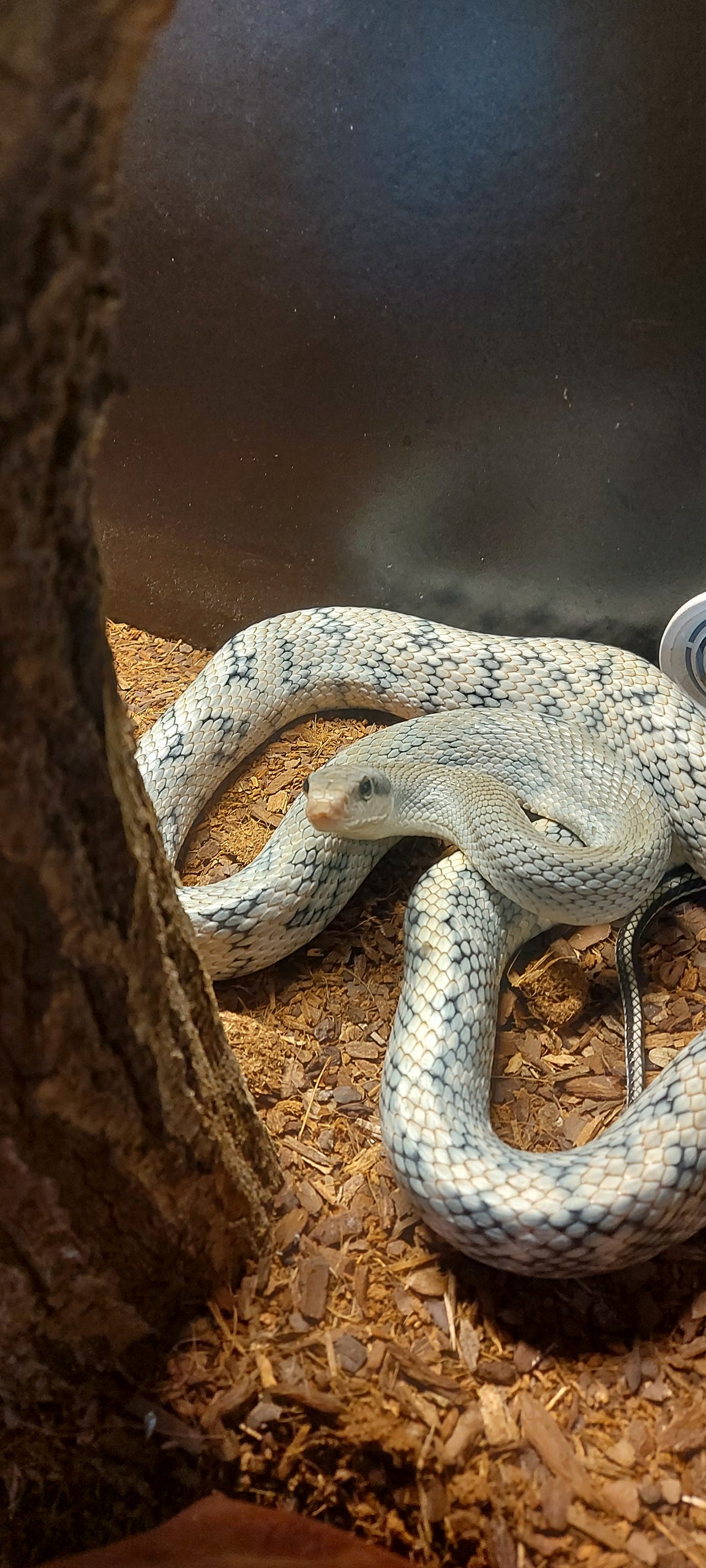 Blue beauty snake ( Elaphe Taeniura Calliyanous ) | DBA