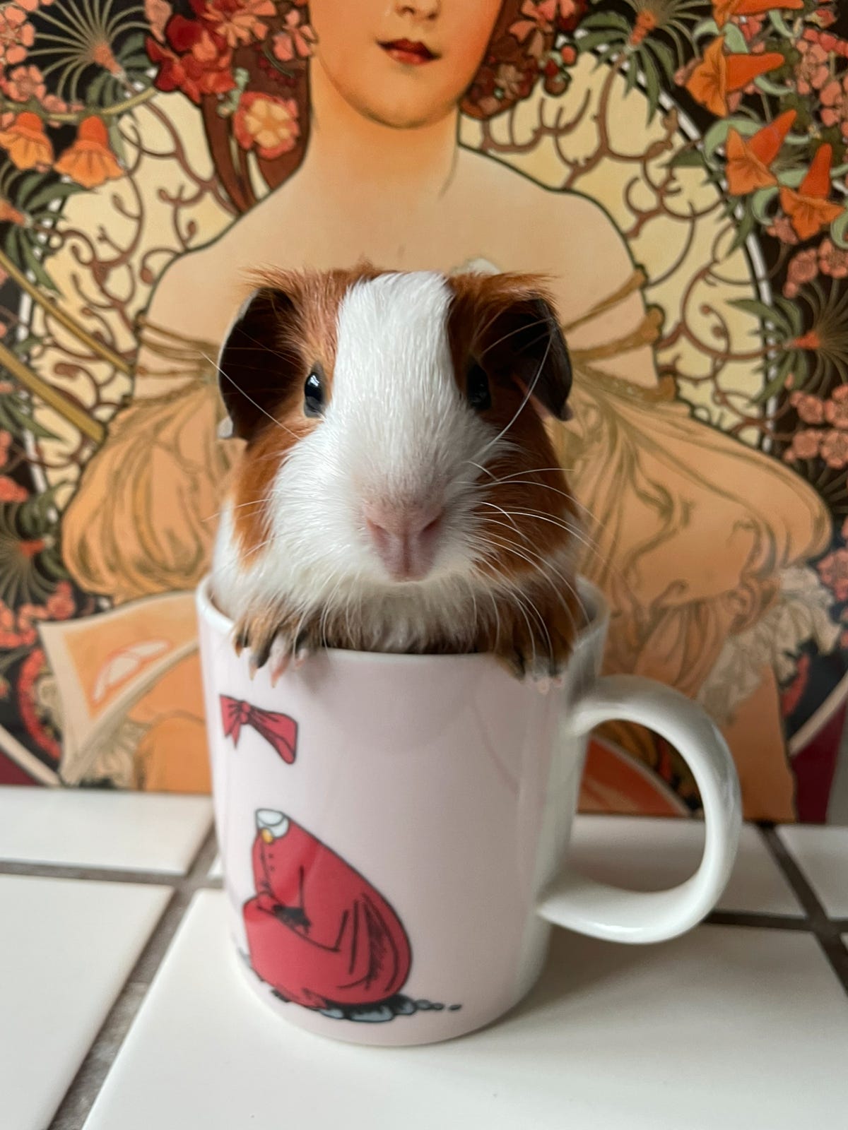 Marsvin han unge til salg | DBA