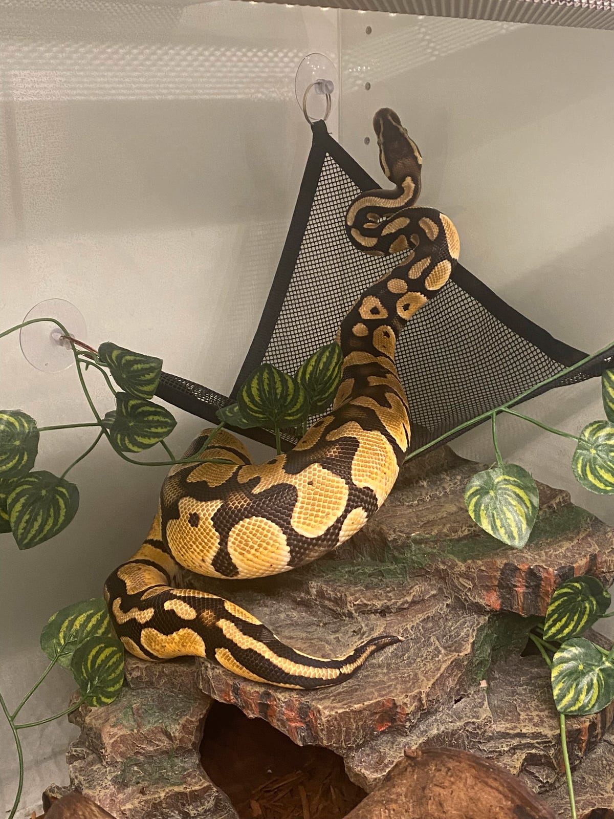 Kongepython, han, 1.0 | DBA