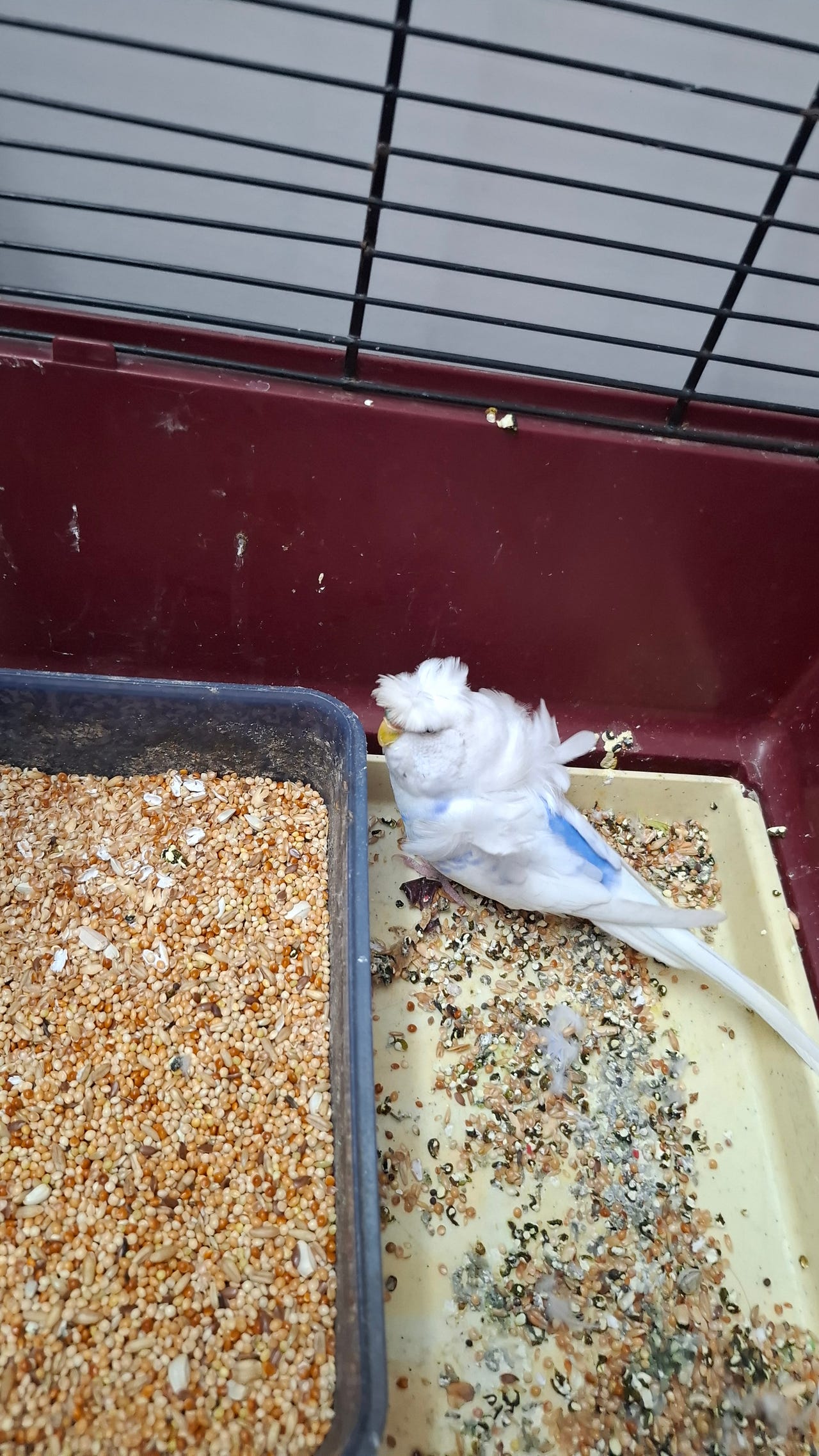 speciel undulat, Helikopter race, Han på 2 år, ikke tam , 500 kr uden ...