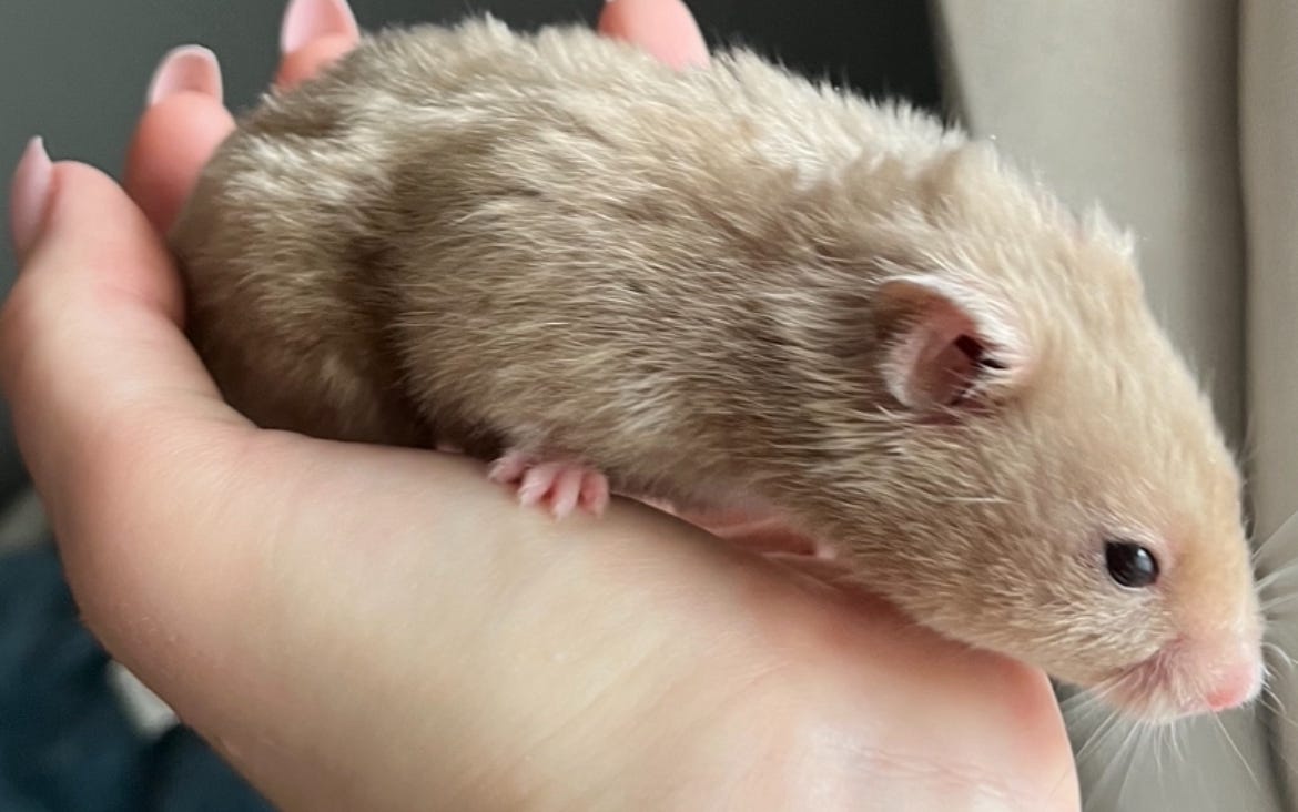 Hamster, Guldhamster | DBA