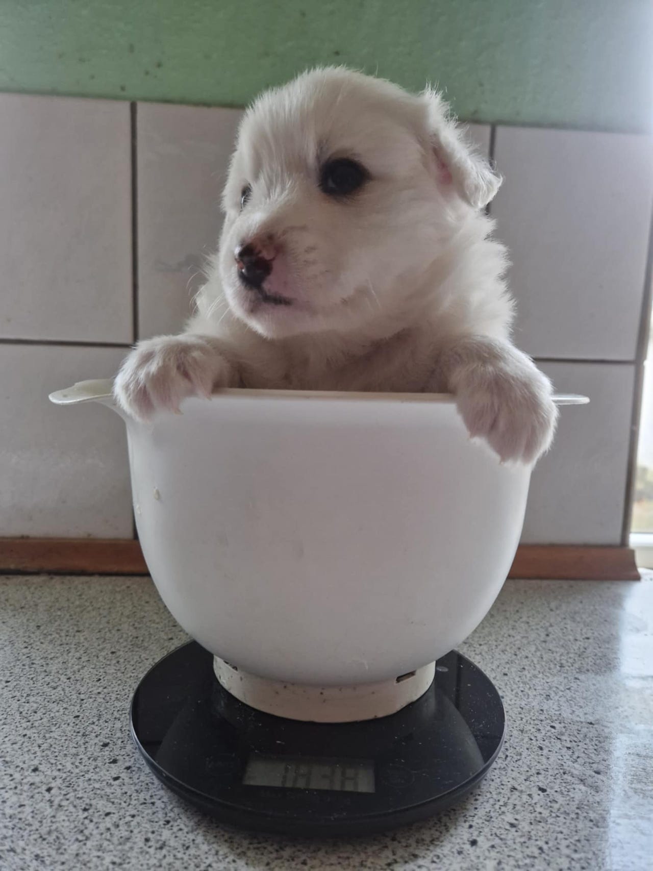 Dansk Spids sælges i Kjellerup