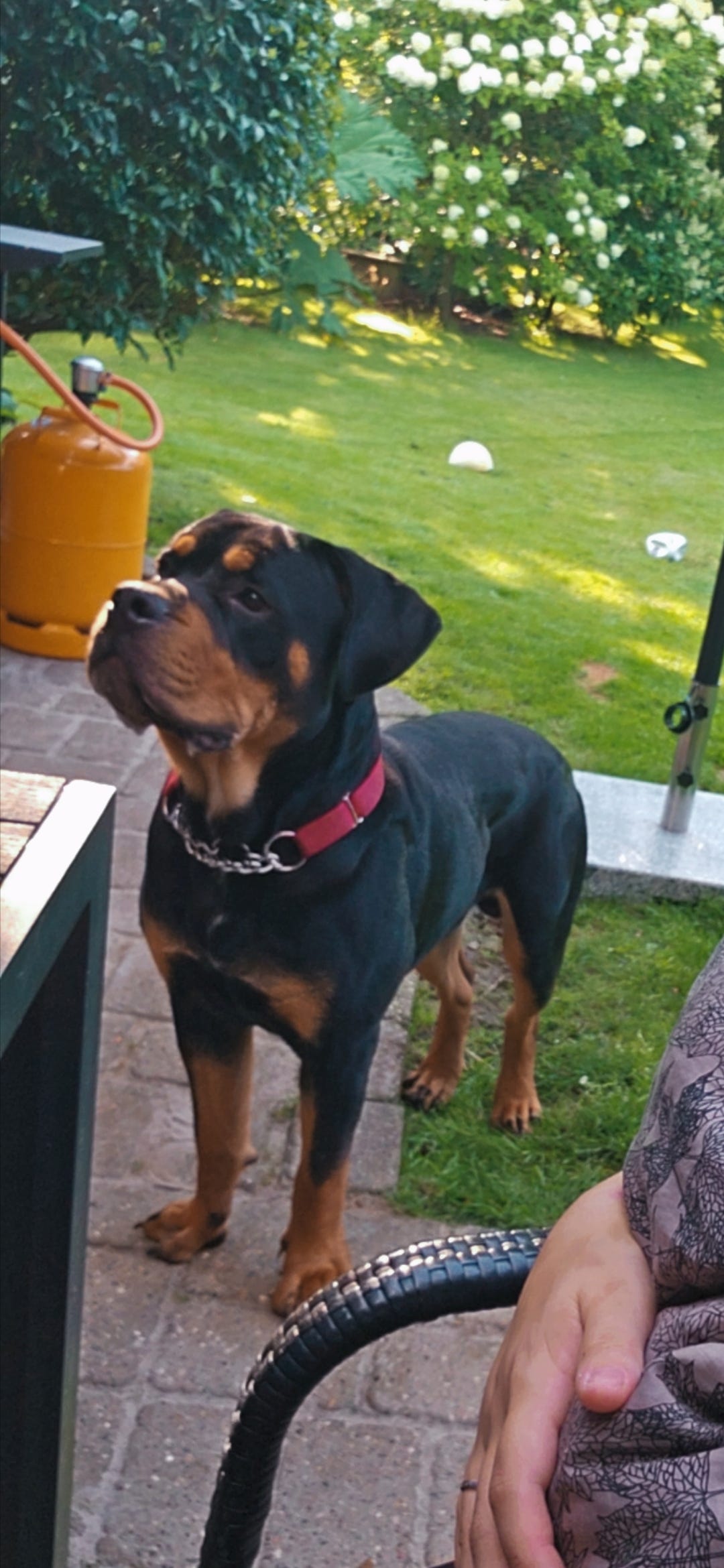 Rottweiler sælges i Give