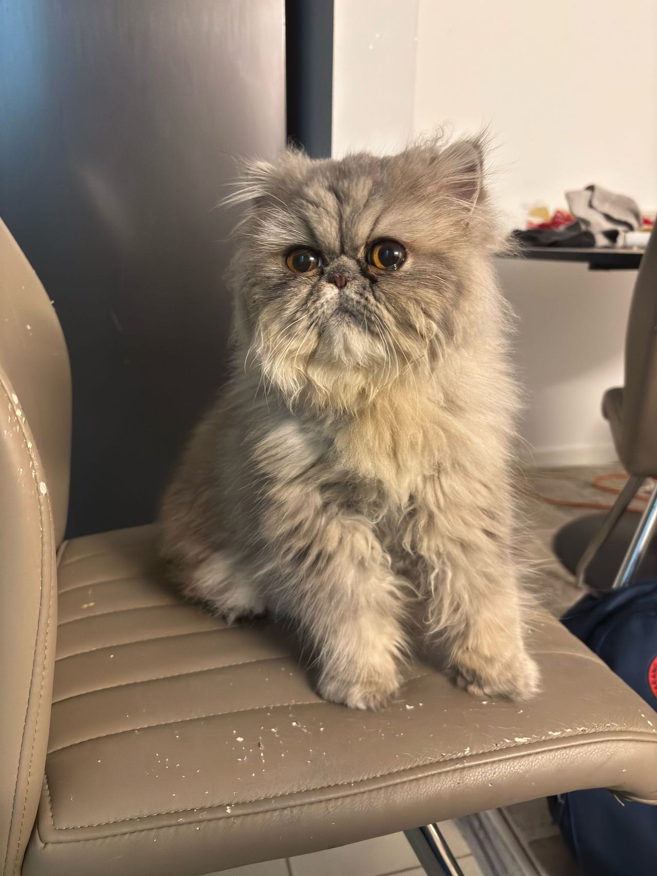 Smuk og kærlig perserhunkat, rolig og meget kælen 🐾 | DBA