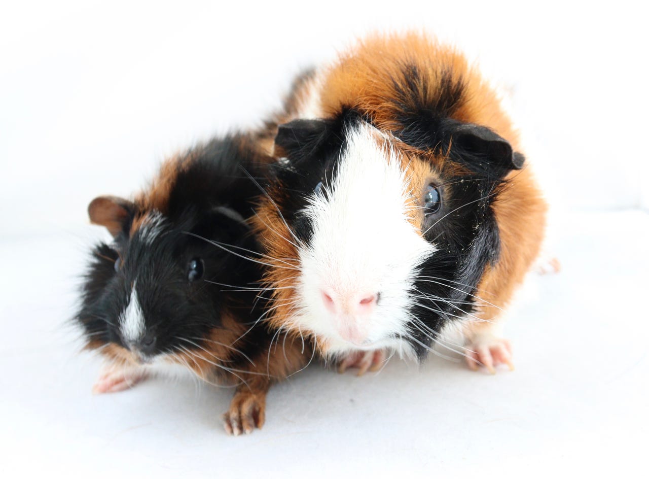 Marsvin, hanpar, abyssinier | DBA