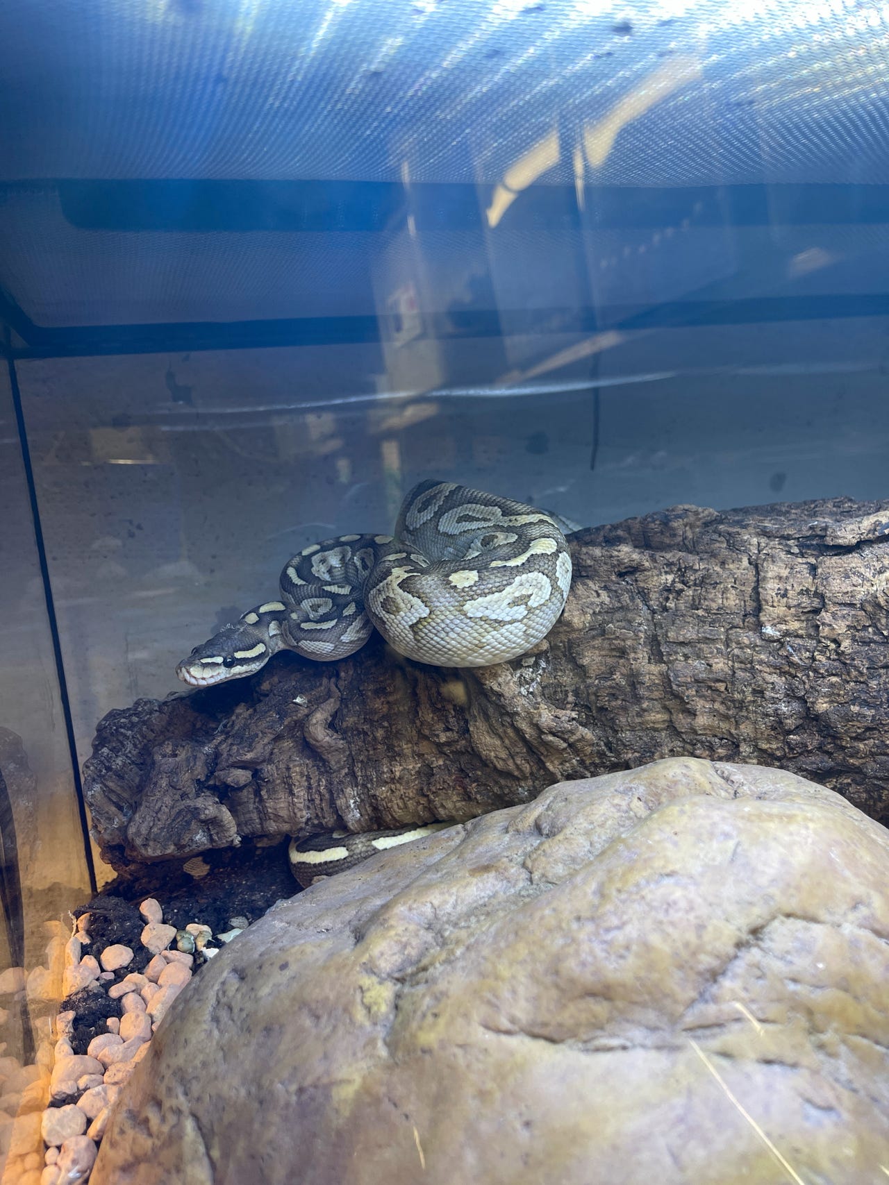 Kongepython 0.1 Phantom Special | DBA