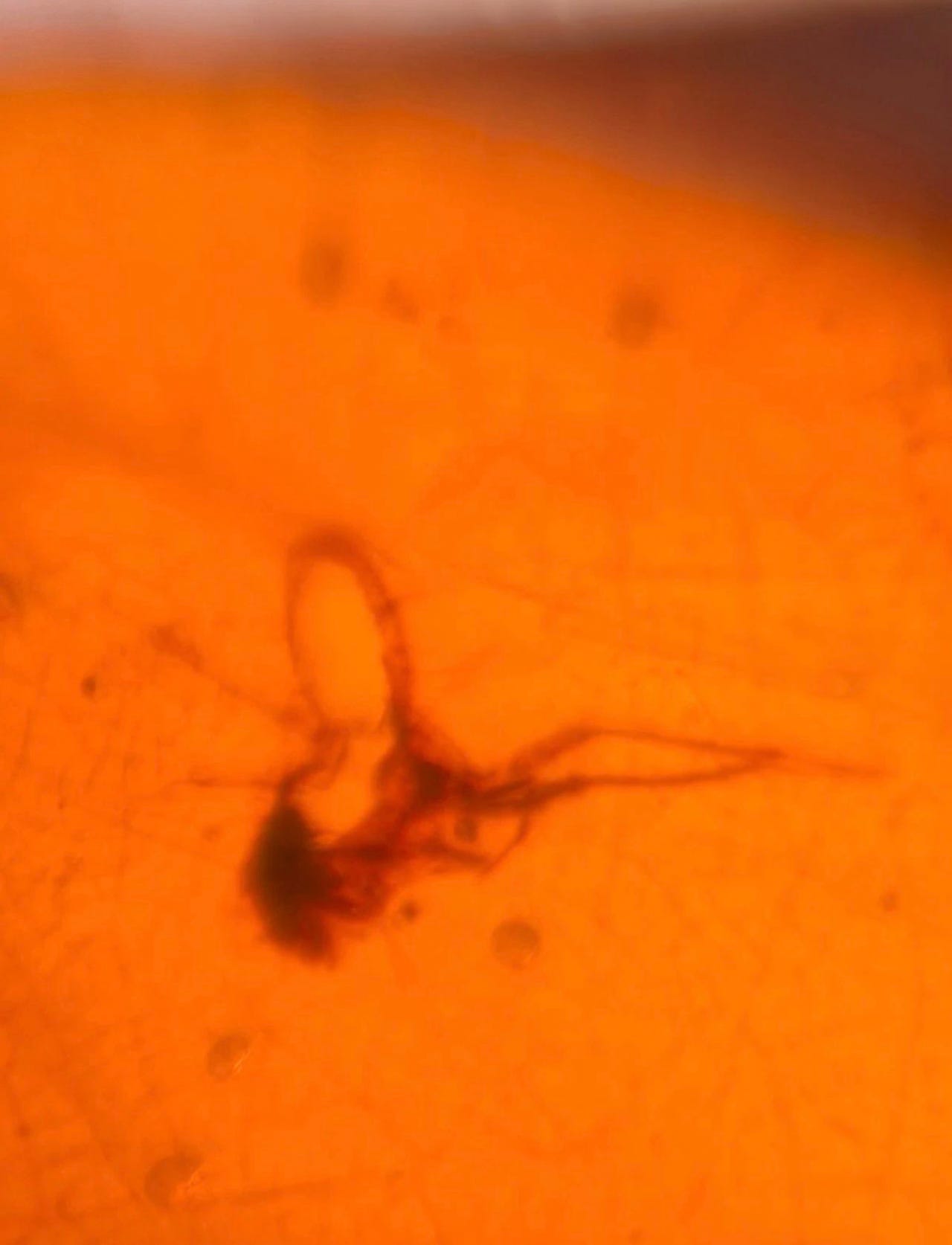 Insekt i rav fossil | DBA