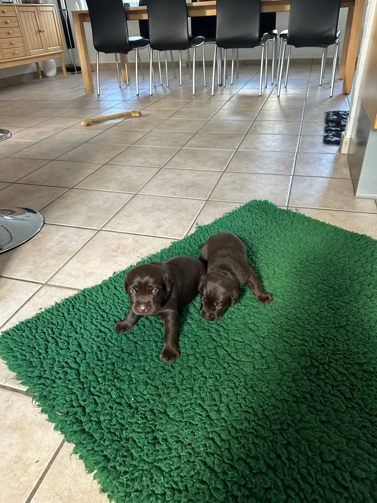 Hundehvalpe med stamtavle