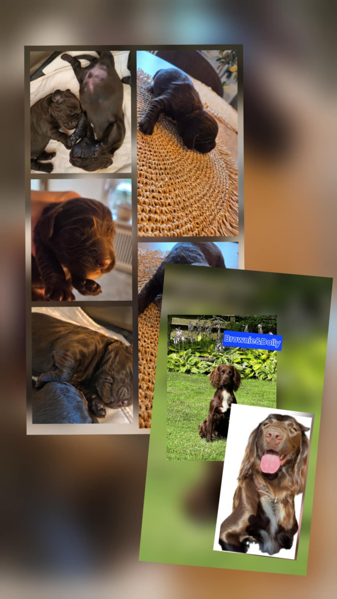 Ft Springer Spaniel hvalpe sælges når de er over 8 uger | DBA