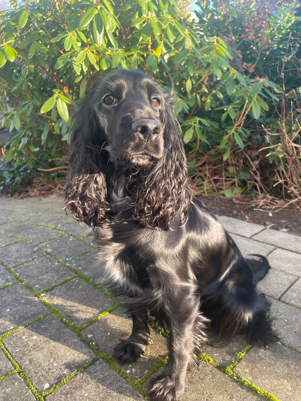 Cocker Spaniel sælges i Rødekro