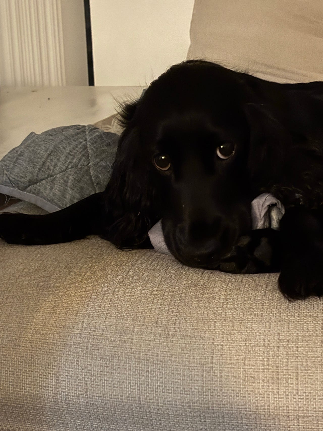 Cocker Spaniel sælges i Rødekro