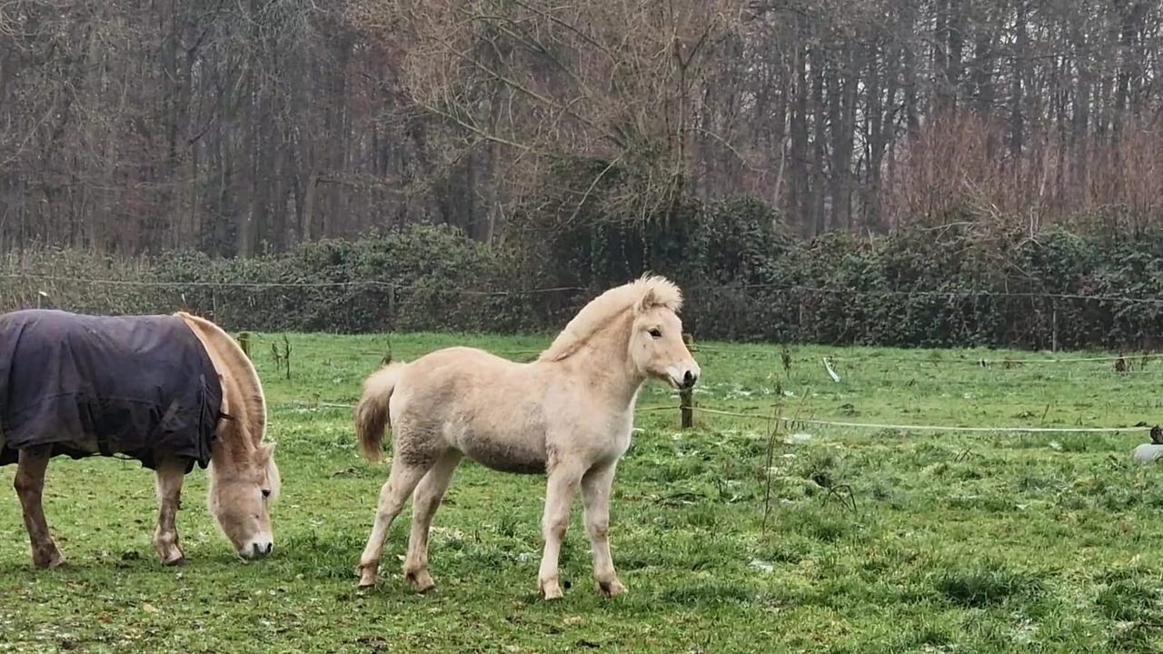 Tyoko FM 3 years old Rødblakke sweet stallion | DBA