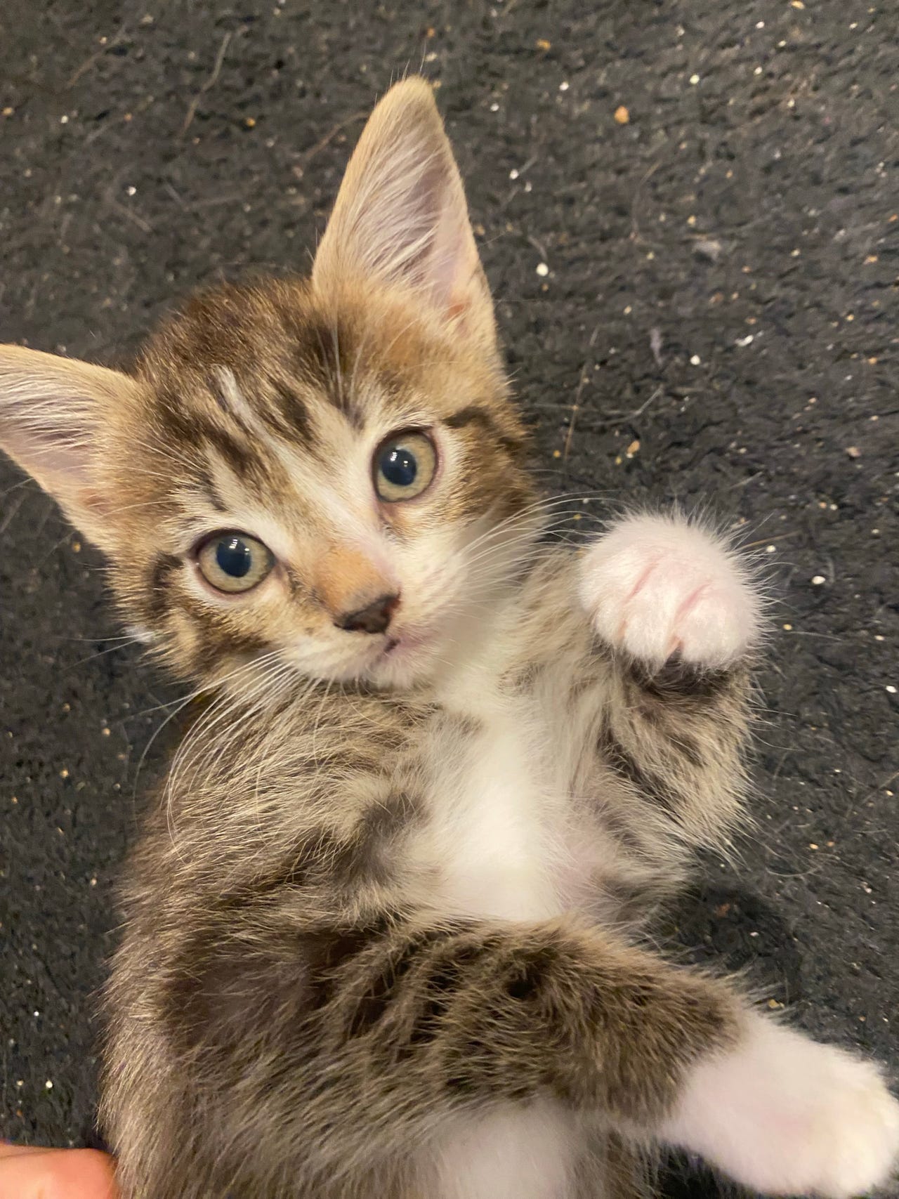 Paw patrol - Katte killinger | DBA